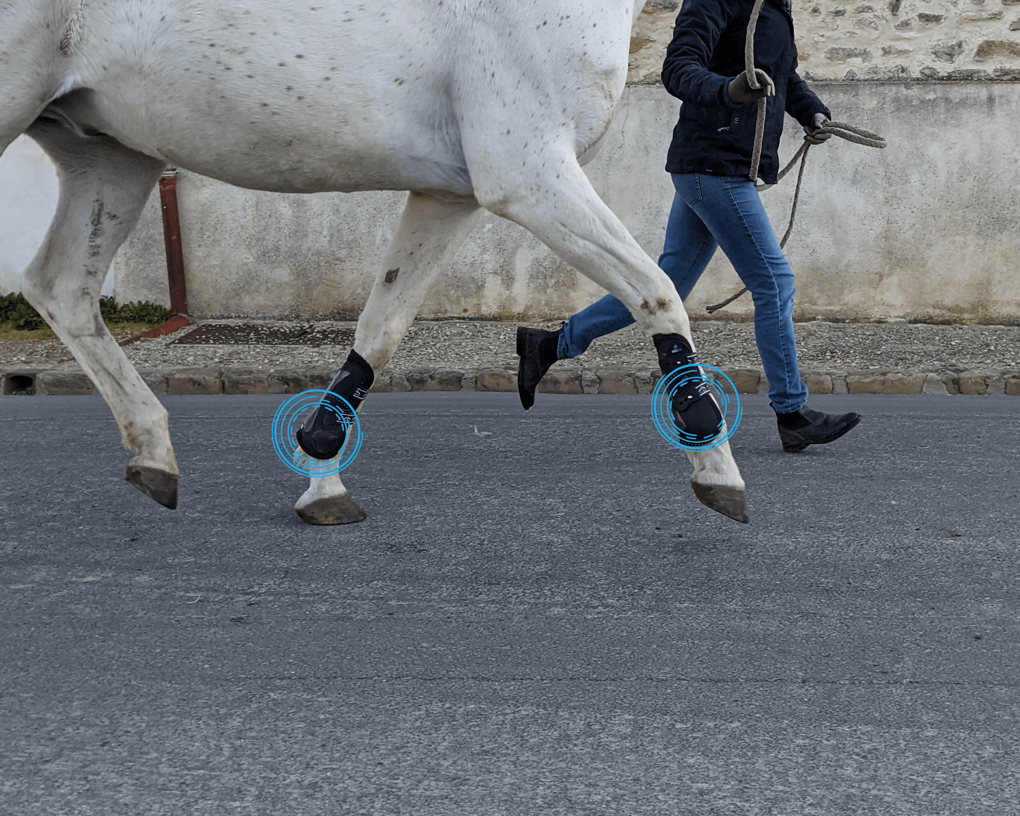 Blog: Horse health and performance • Ekico