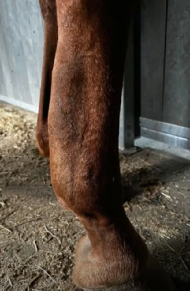Tendon rupture of a show jumping horse with Dr. Bindler • Ekico