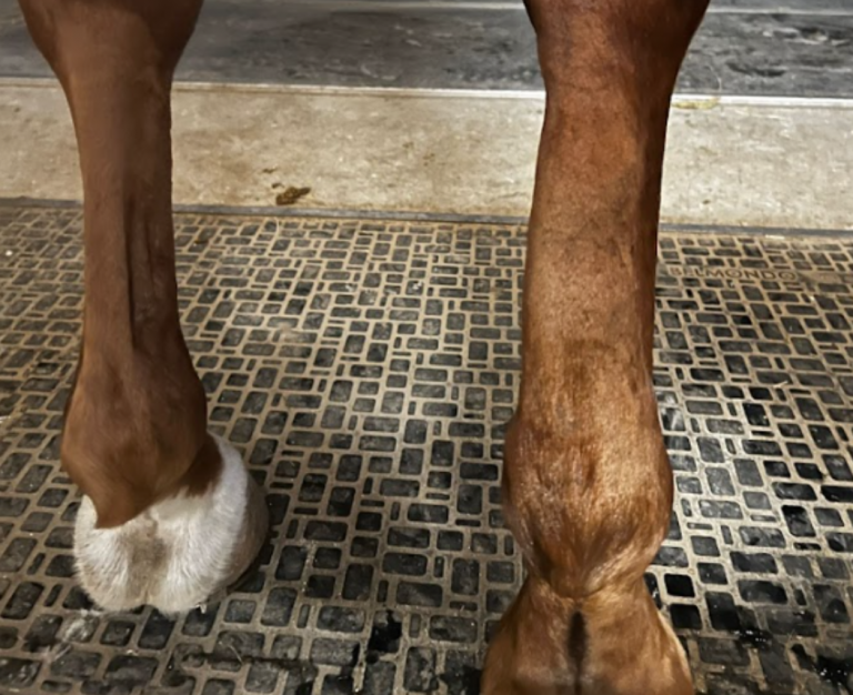 Tendon rupture of a show jumping horse with Dr. Bindler • Ekico