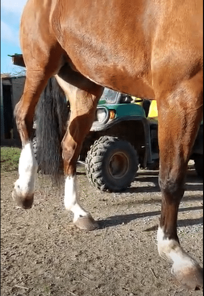 Tenosynovitis and tendonitis in horse • Ekico
