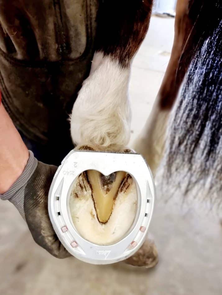 Tenosynovitis and tendonitis in horse • Ekico