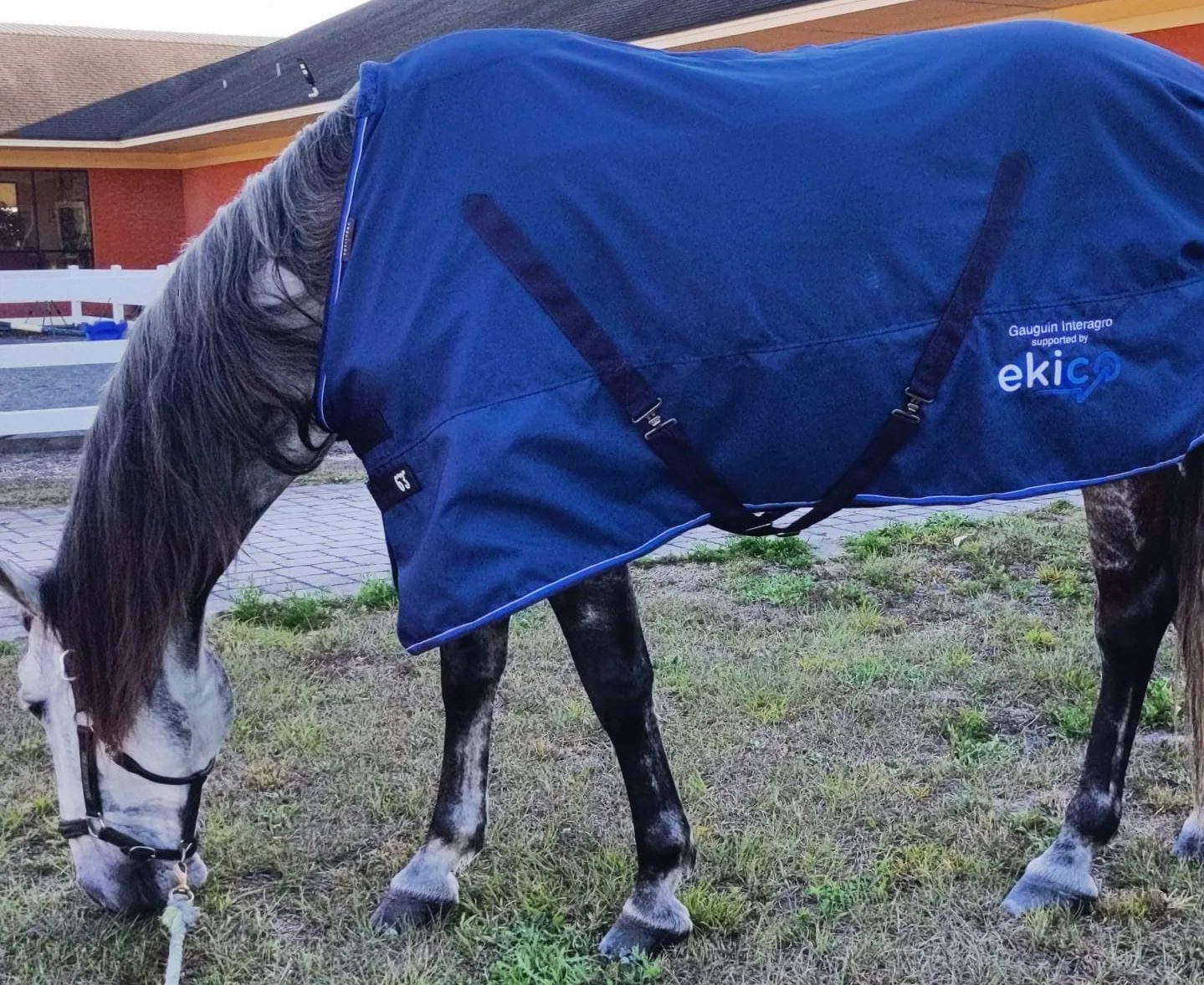 Para dressage aux JO 2024 avec le Dr Silvia do Valle • Ekico