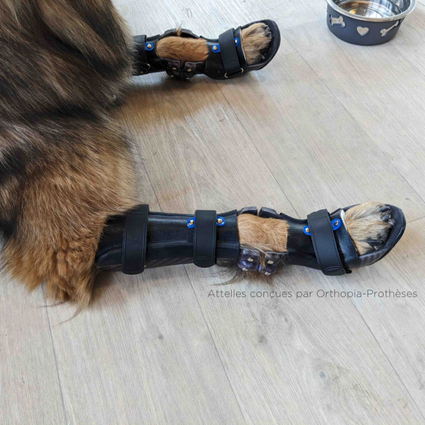 Management of Carpal Hyperextension in Dogs • Ekico