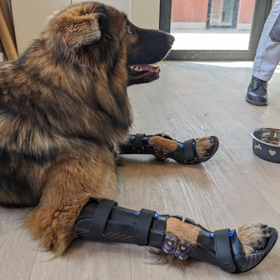 Management of Carpal Hyperextension in Dogs • Ekico