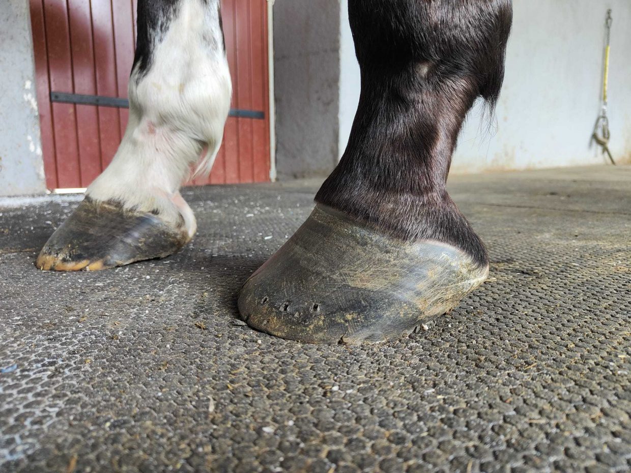 Connected dog braces Tendiboots™ canine • Ekico