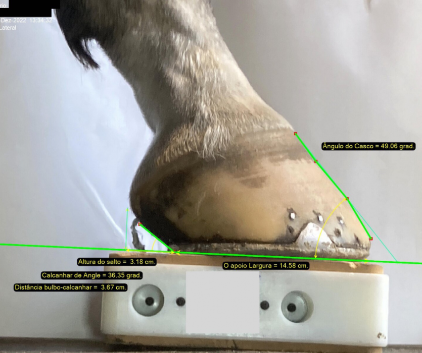 Monitoring of the hooves & limbs of foals • Ekico