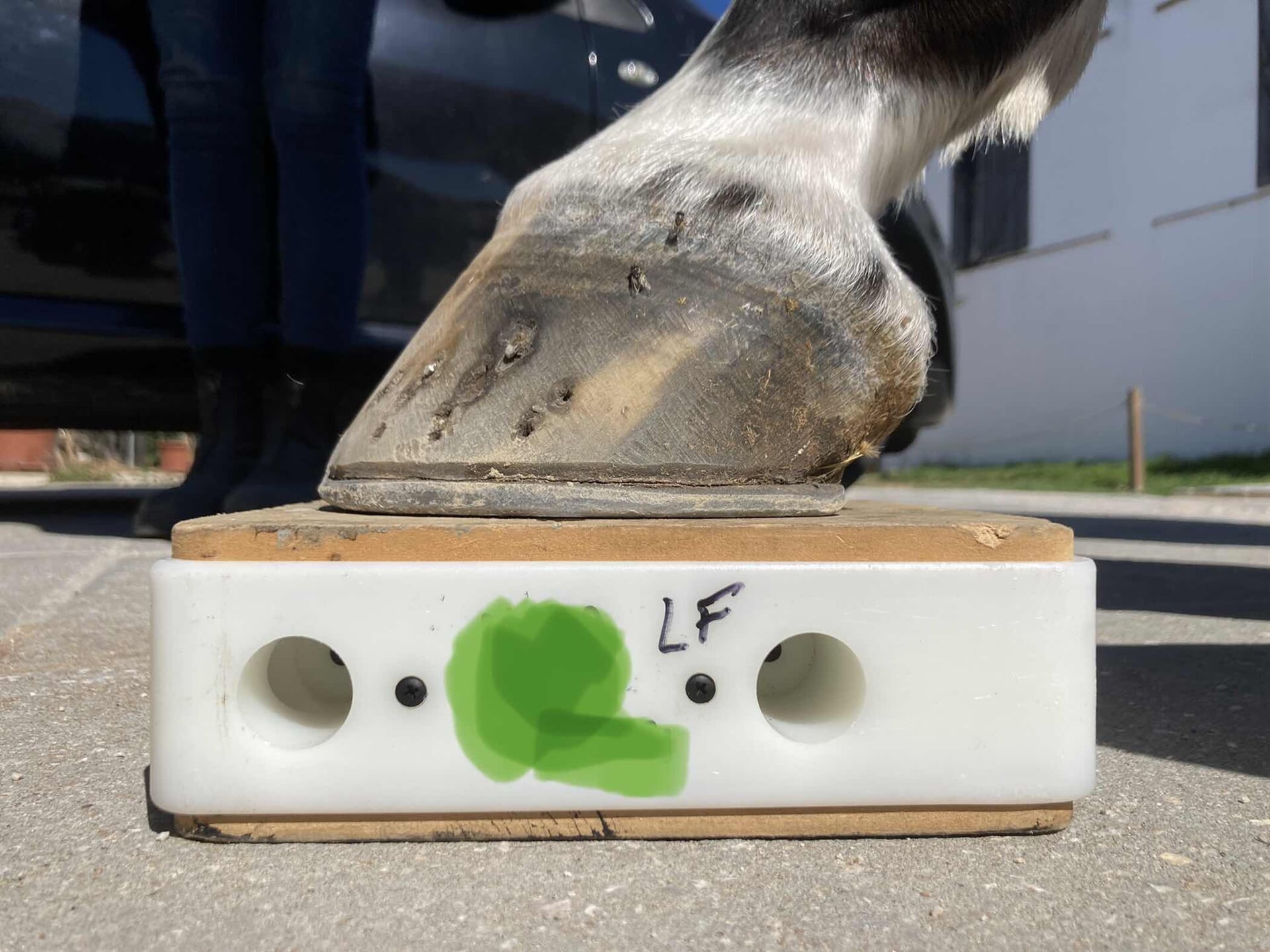 Monitoring of the hooves & limbs of foals • Ekico