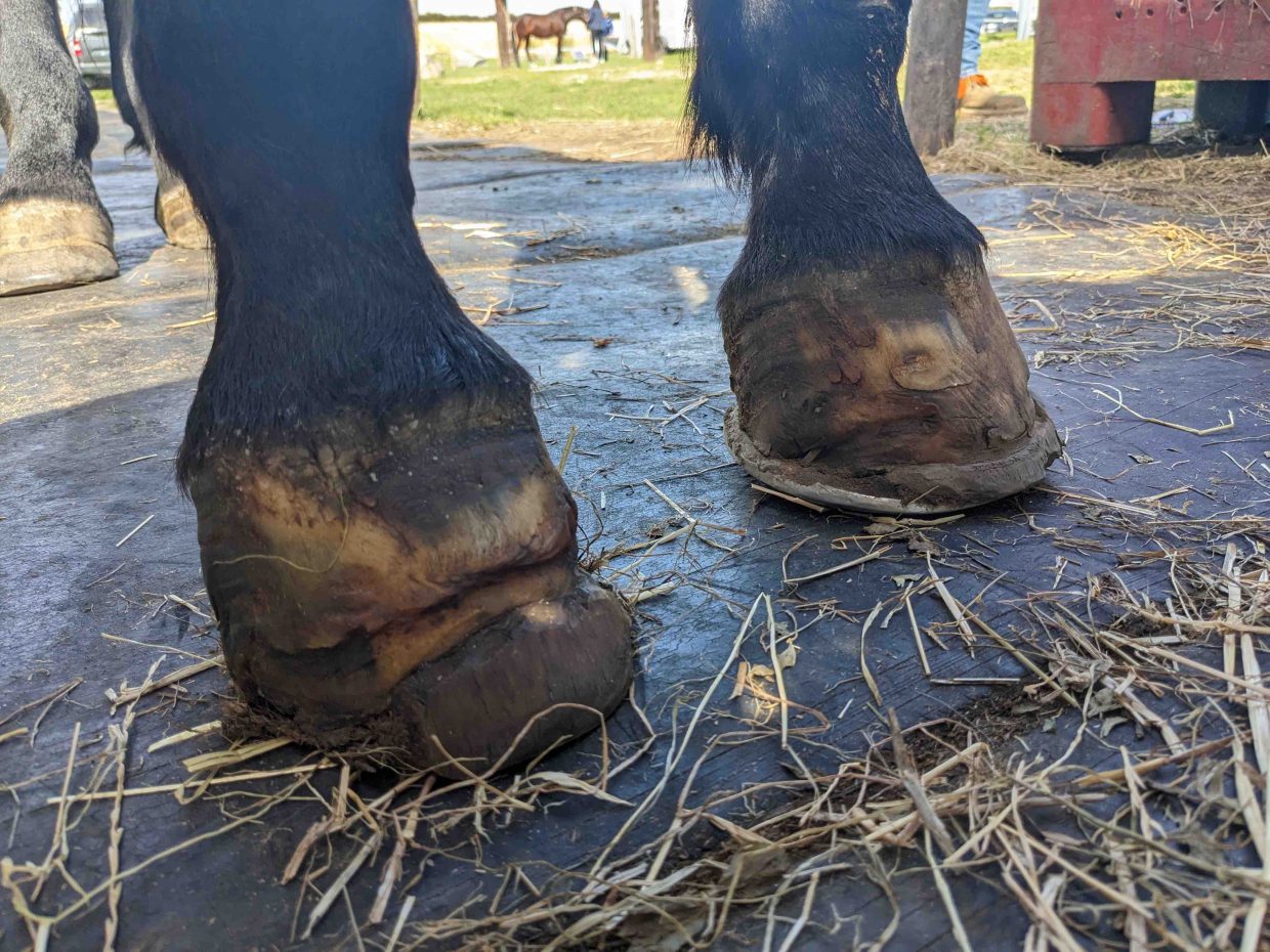 Case of severe laminitis • Ekico