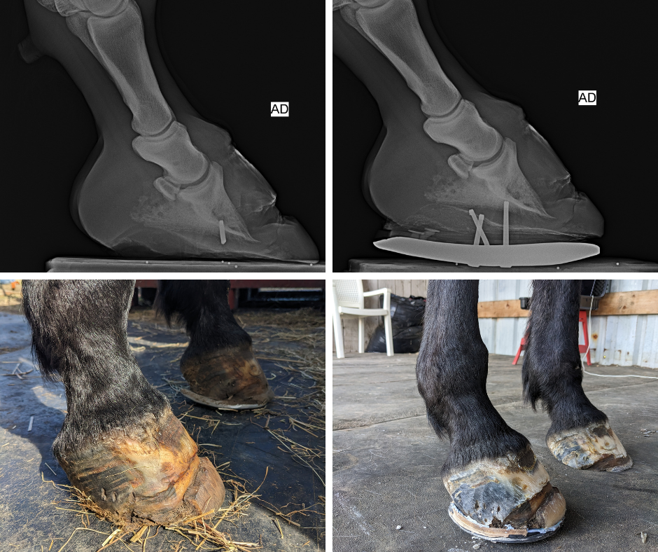 Case of severe laminitis • Ekico