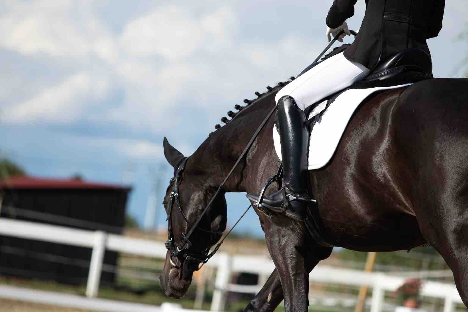 Training the dressage horse for the international level • Ekico