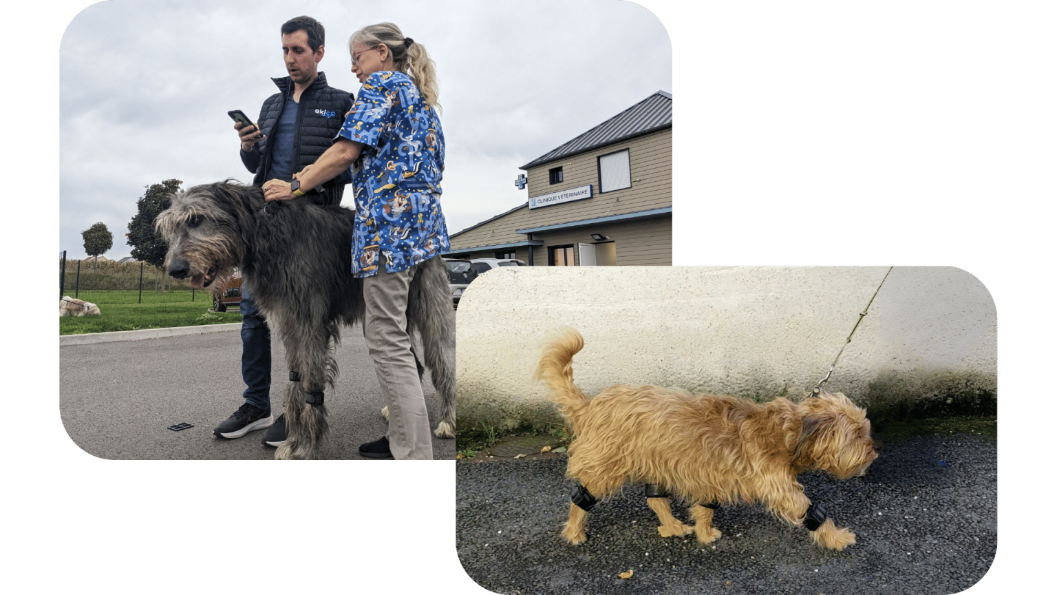 Connected dog braces Tendiboots™ canine • Ekico