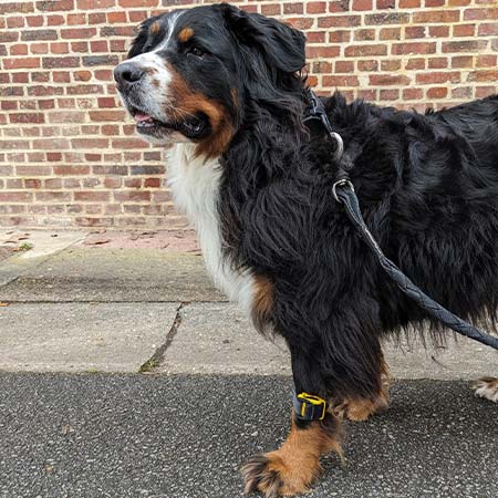 Dog gait analysis Tendiboots™ canine • Ekico