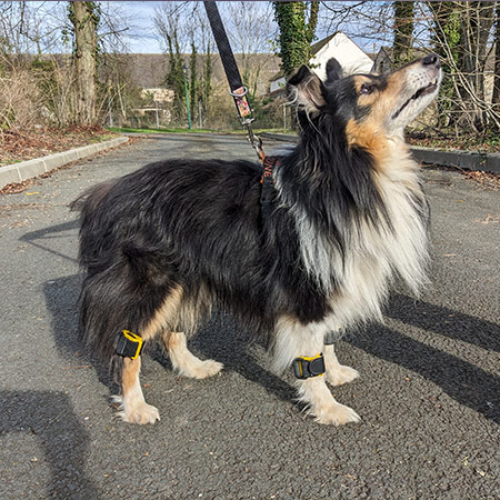 Dog gait analysis Tendiboots™ canine • Ekico