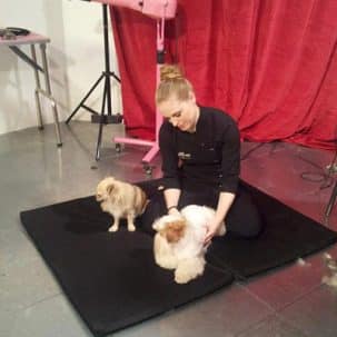 Dog gait analysis Tendiboots™ canine • Ekico