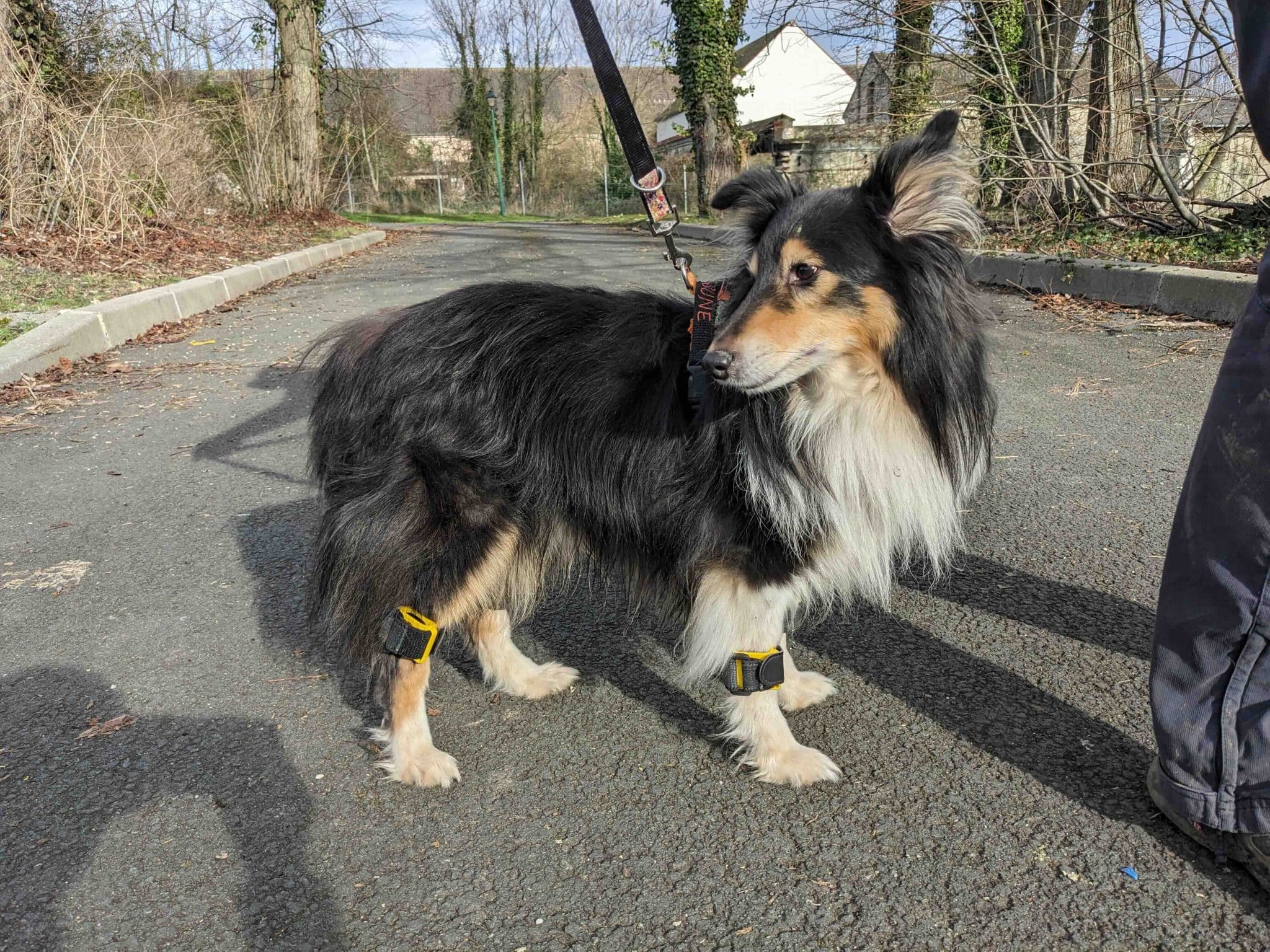 Detection of locomotion asymmetries in dogs • Ekico