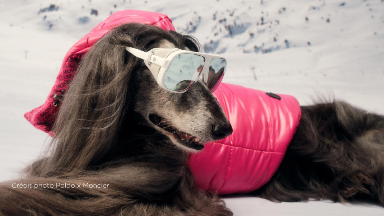 Vet On Set: Dedicated to Animal Welfare • Ekico