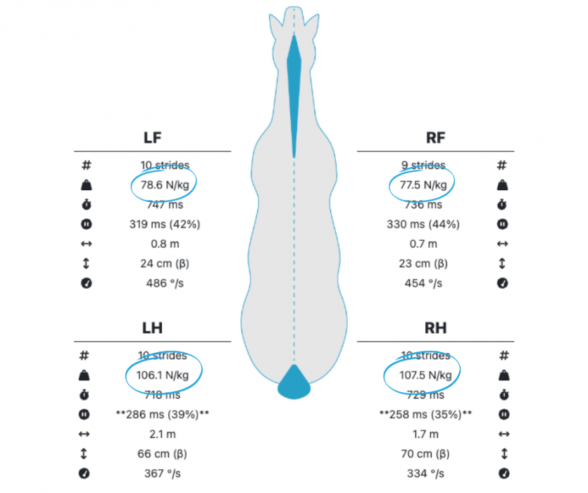 Horse Sacroiliac Pain • Ekico