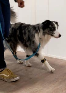 Dog gait analysis: Static and dynamic data • Ekico