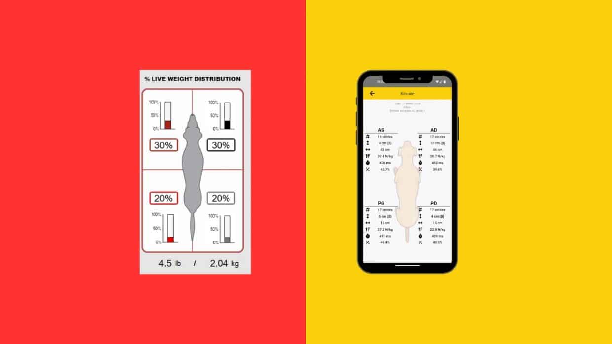 Dog gait analysis: Static and dynamic data • Ekico