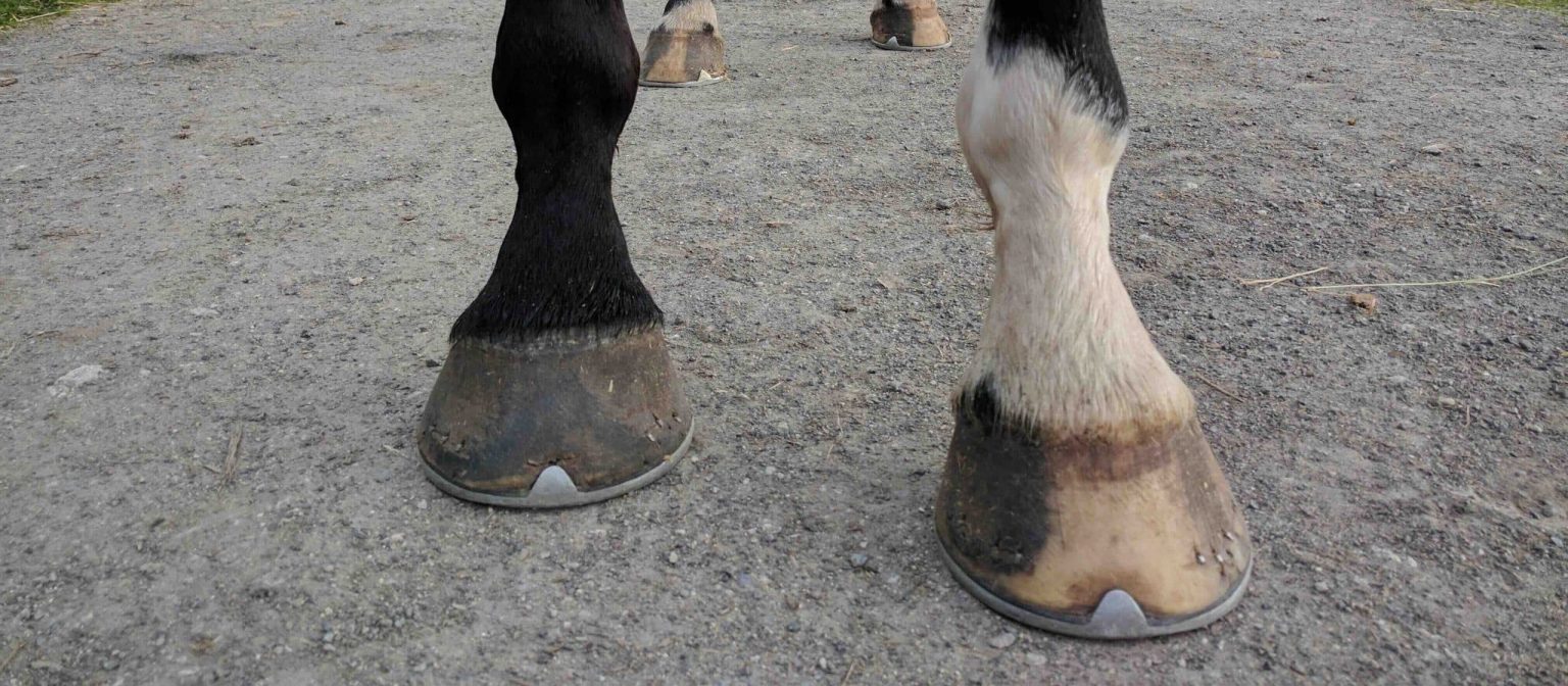 Ténosynovite et tendinites du cheval • Ekico