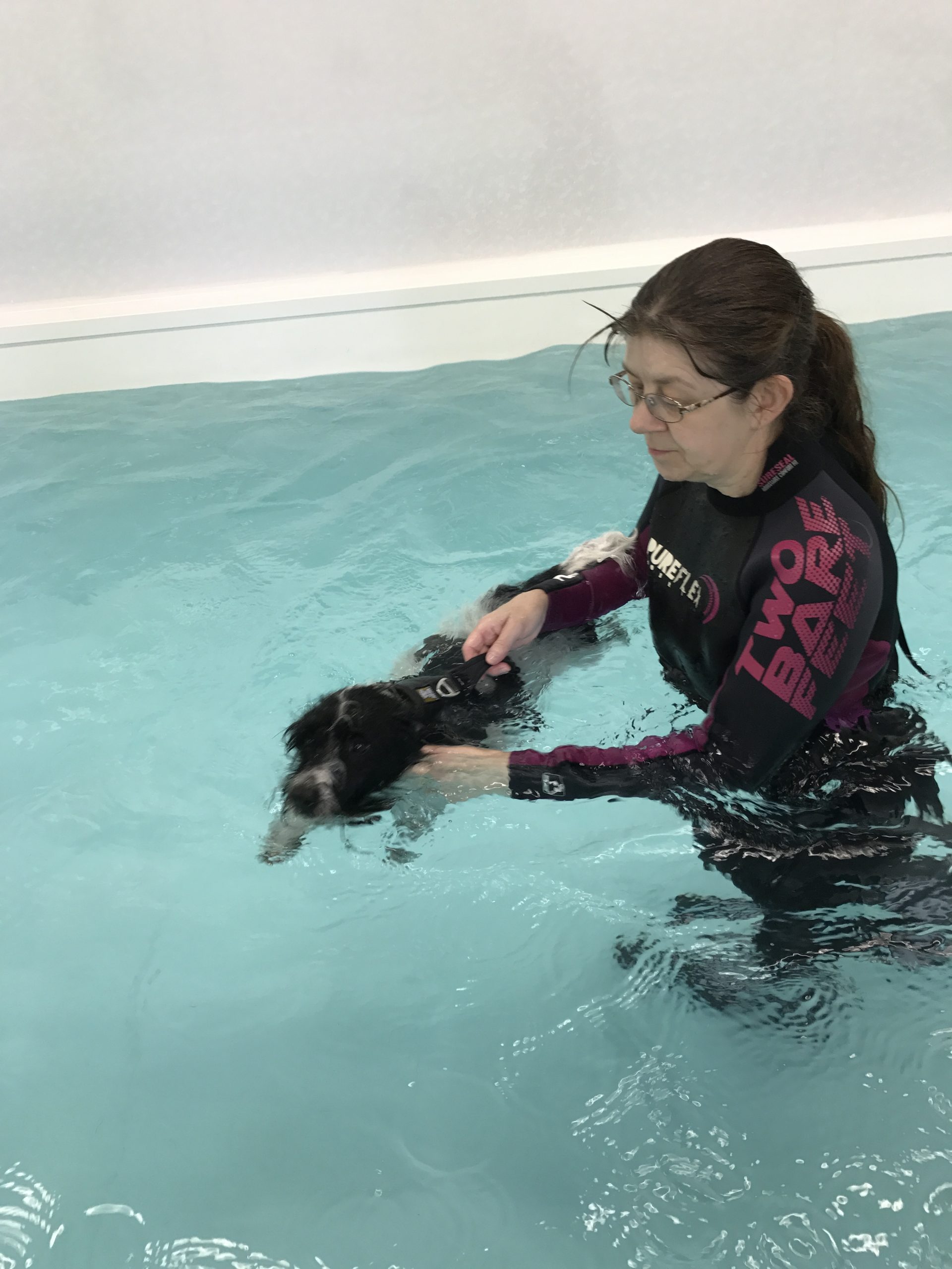 Canine hydrotherapy • Ekico