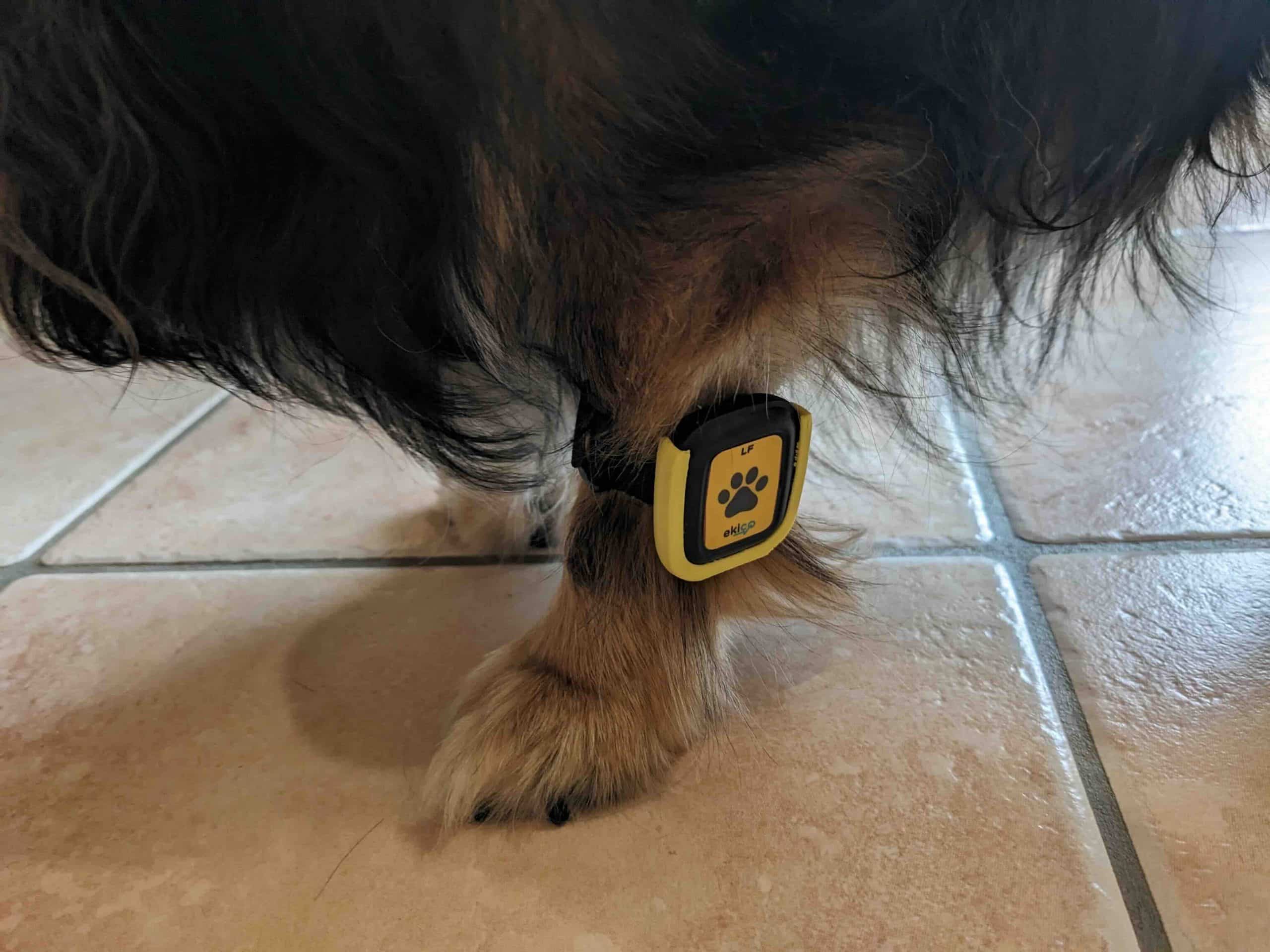 Les données de locomotion en physiothérapie canine • Ekico