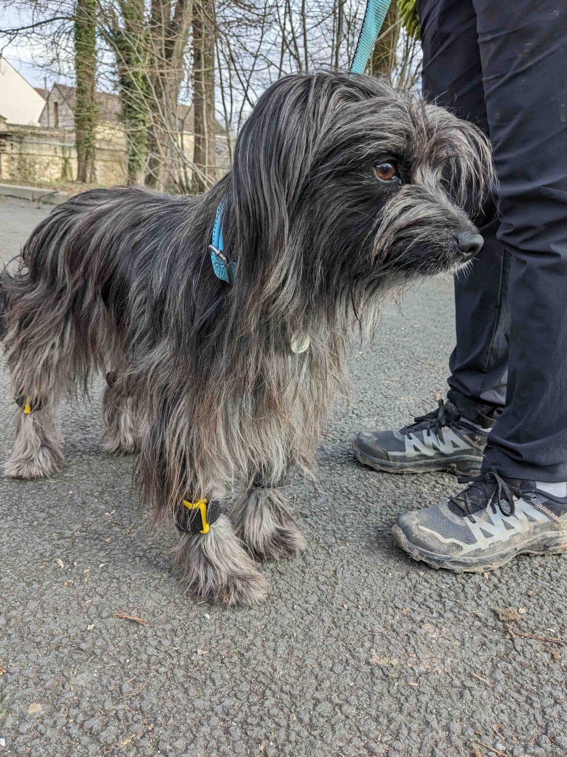 Hip Dysplasia and Sacrum Malformation in Dogs • Ekico