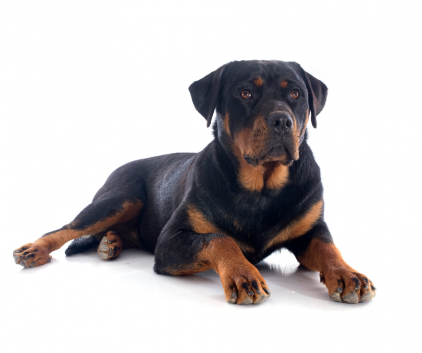 Bilateral tibial crest surgery in dog • Ekico