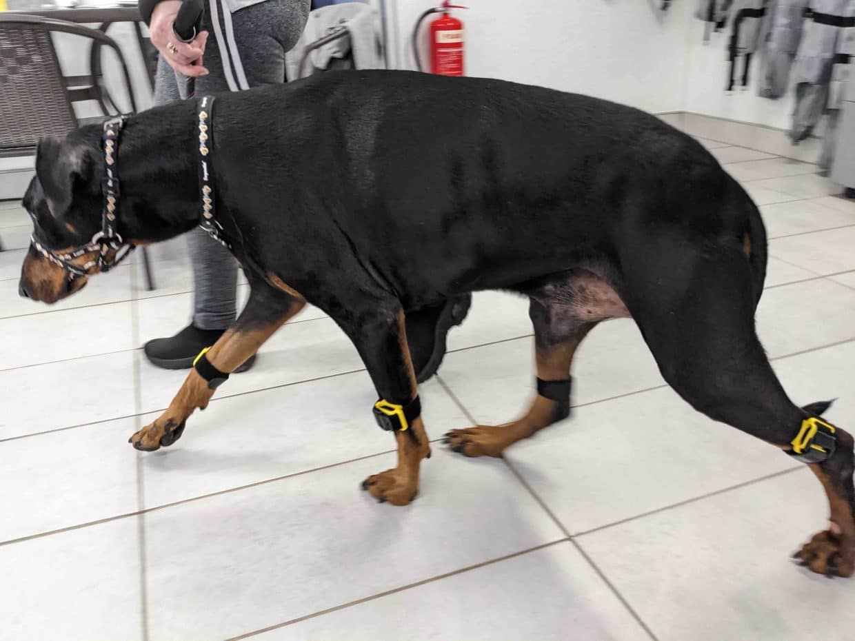 Discospondylitis and Wobbler syndrome in dogs • Ekico