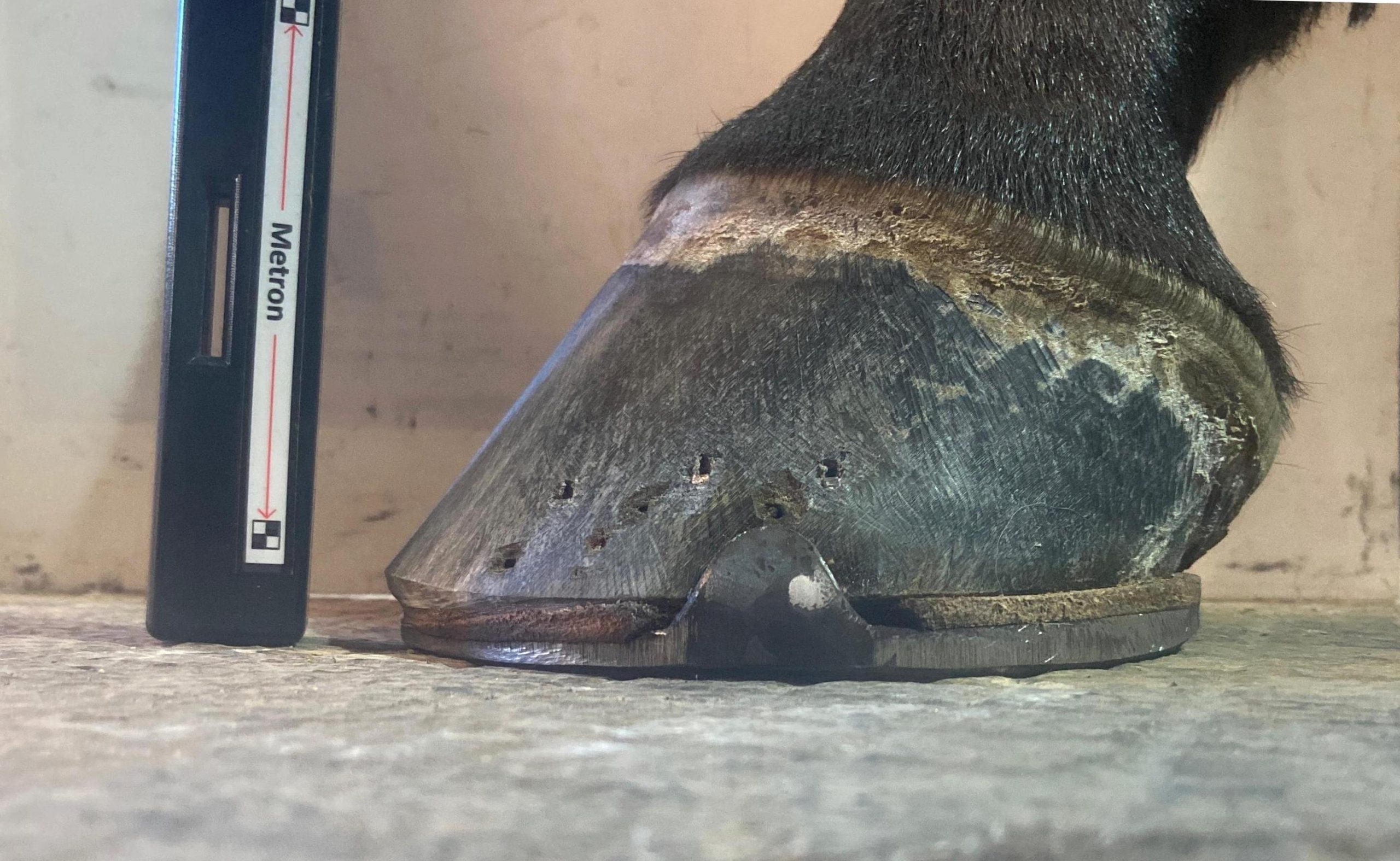 Prevention of Horse Injuries During Shoeing • Ekico