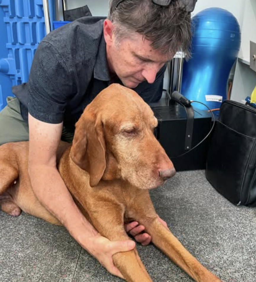 Dog gait analysis Tendiboots™ Canine • Ekico