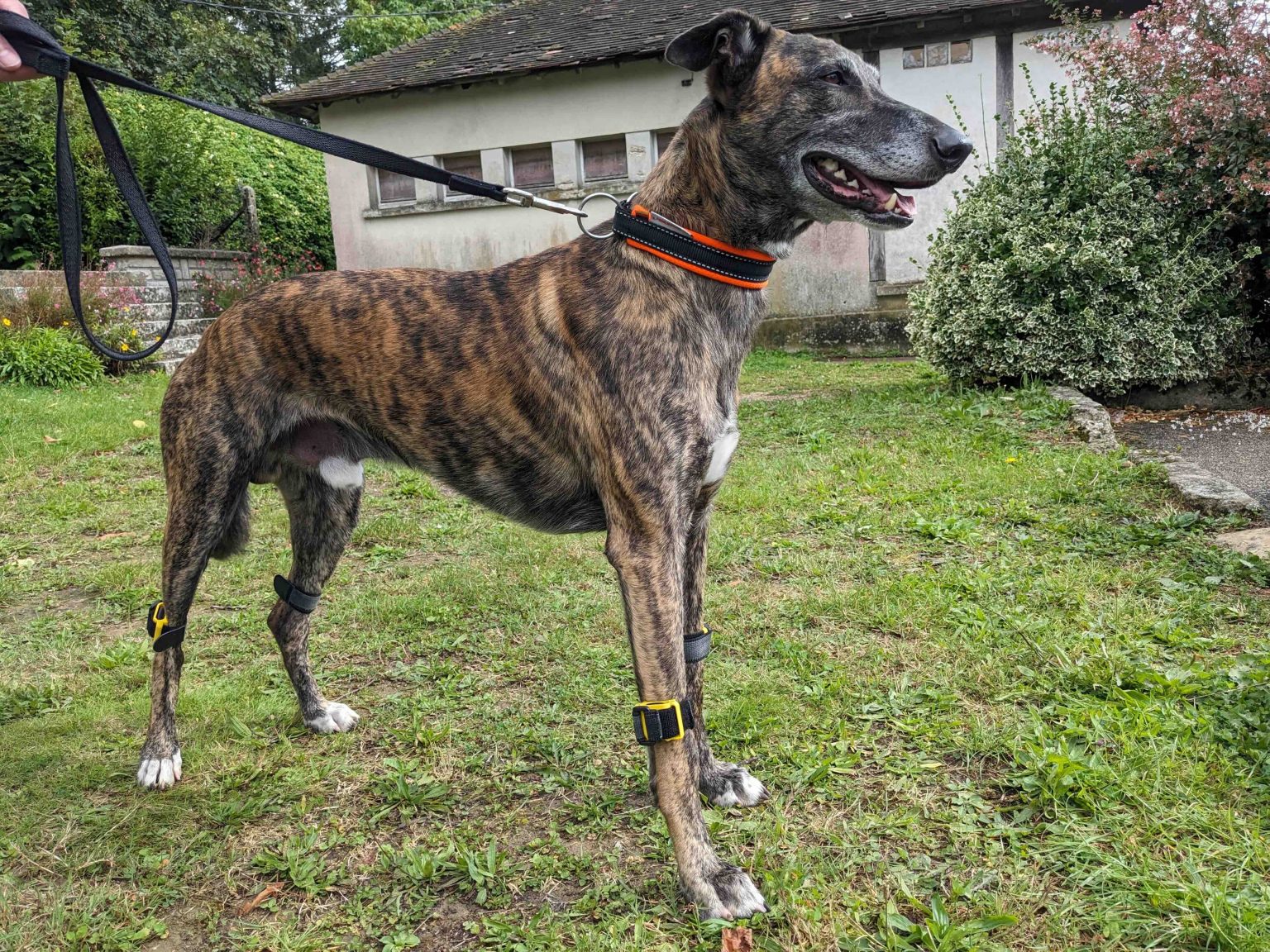 Breaking the Mold: My Journey to Advanced Canine Gait Analysis • Ekico