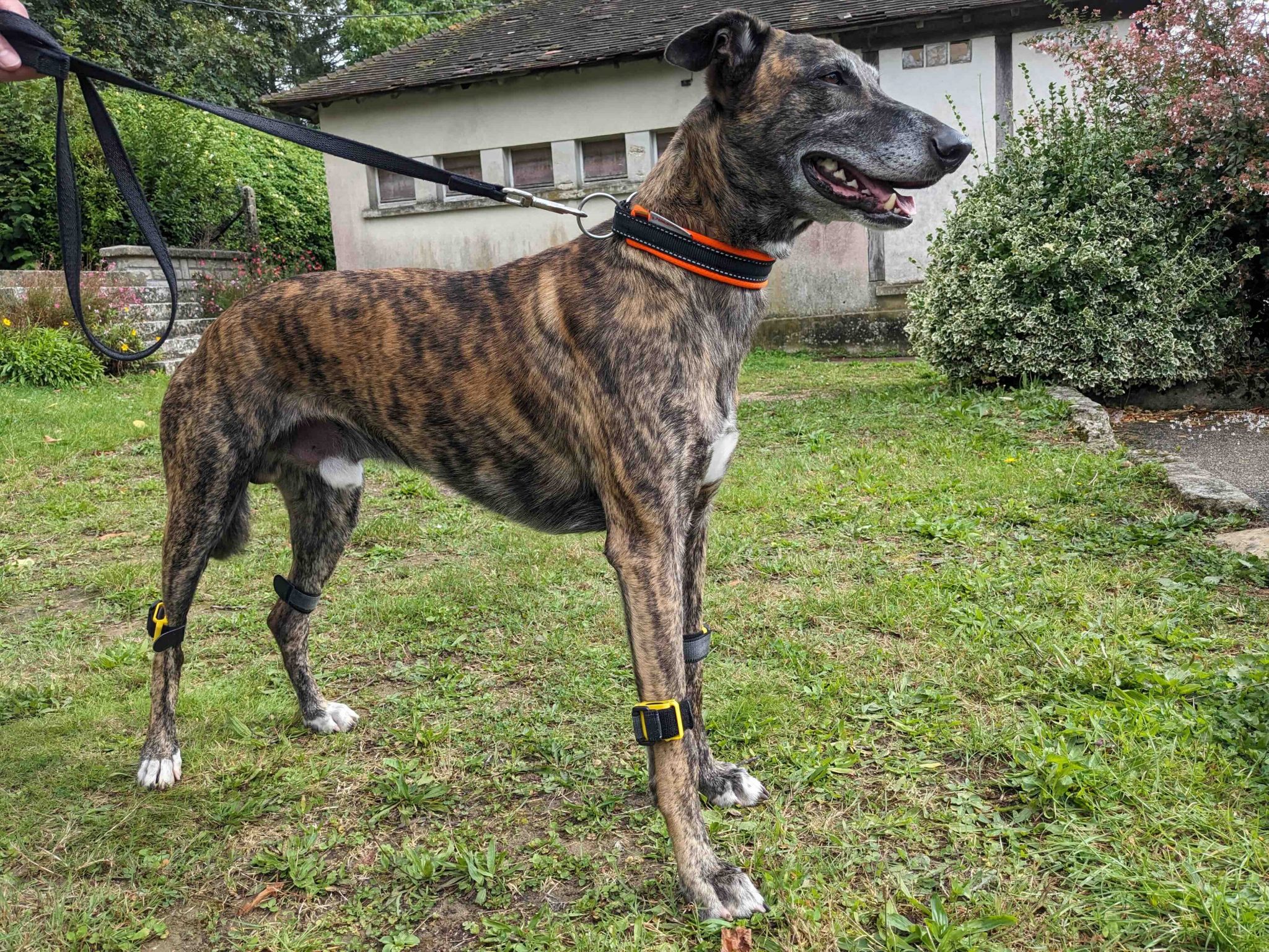 Breaking the Mold: My Journey to Advanced Canine Gait Analysis • Ekico