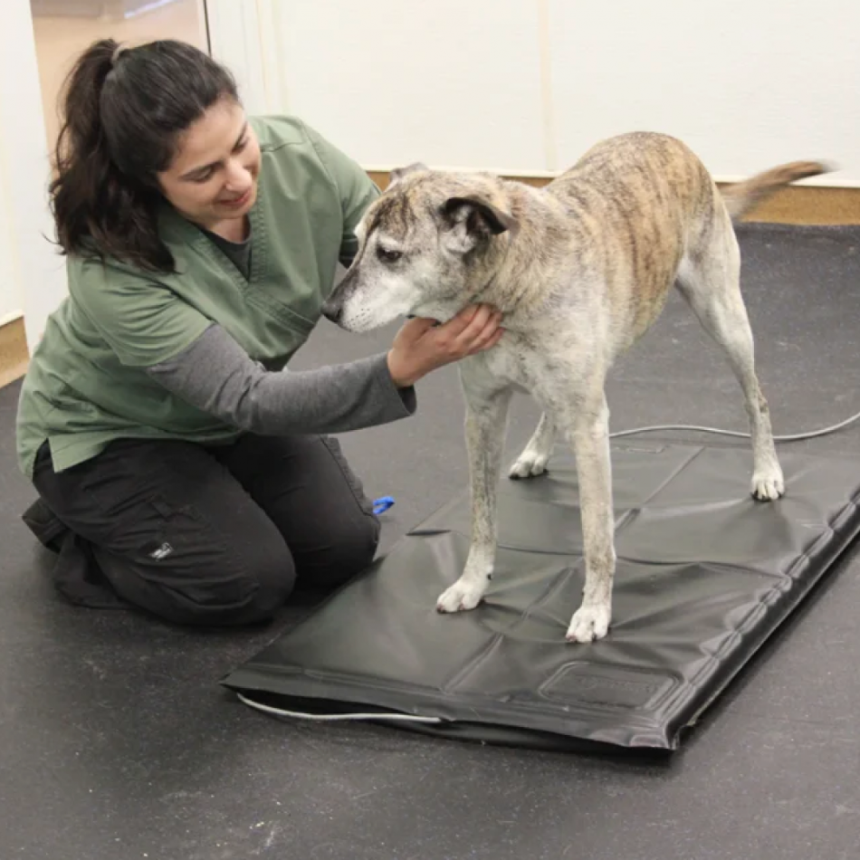 Breaking the Mold: My Journey to Advanced Canine Gait Analysis • Ekico