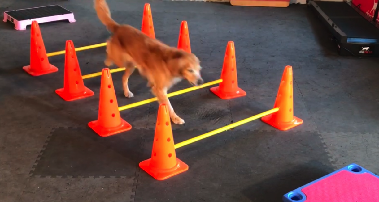 From Toe Injury to Symmetrical Movement • Ekico